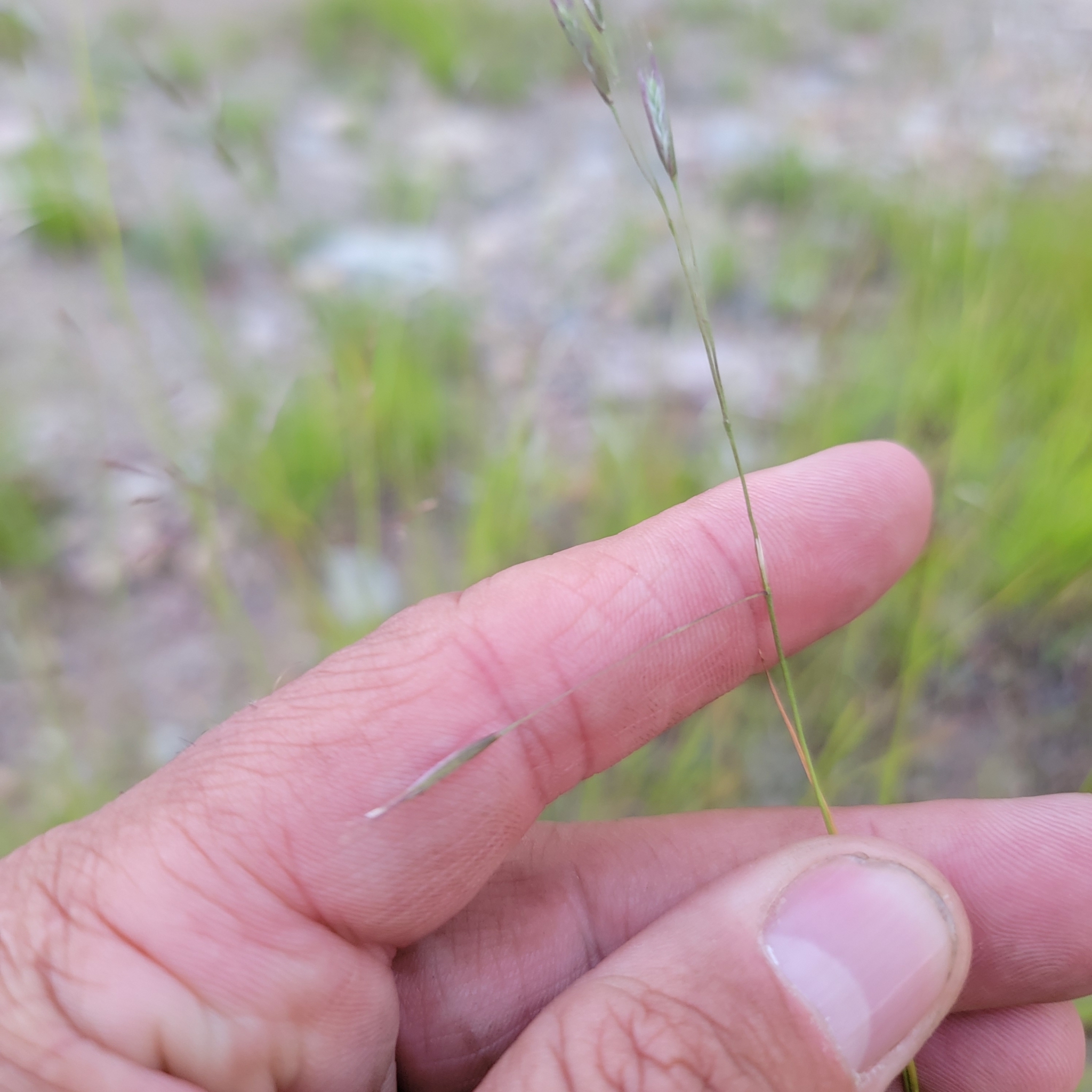 Danthonia compressa Austin