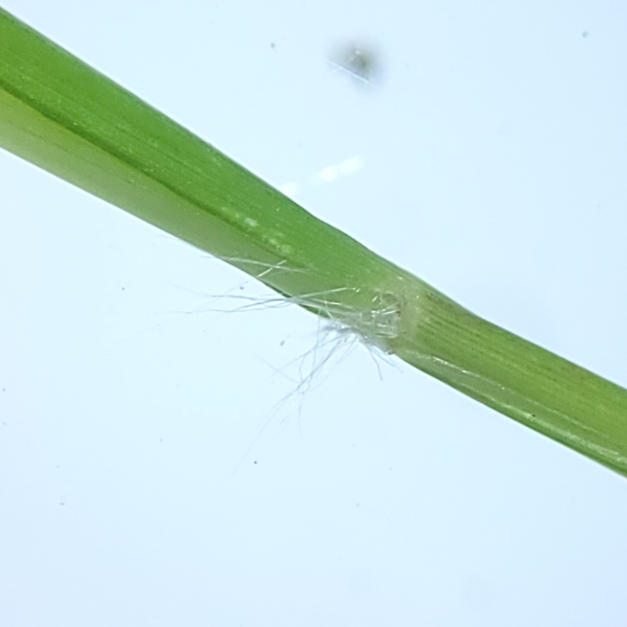 Danthonia compressa Austin