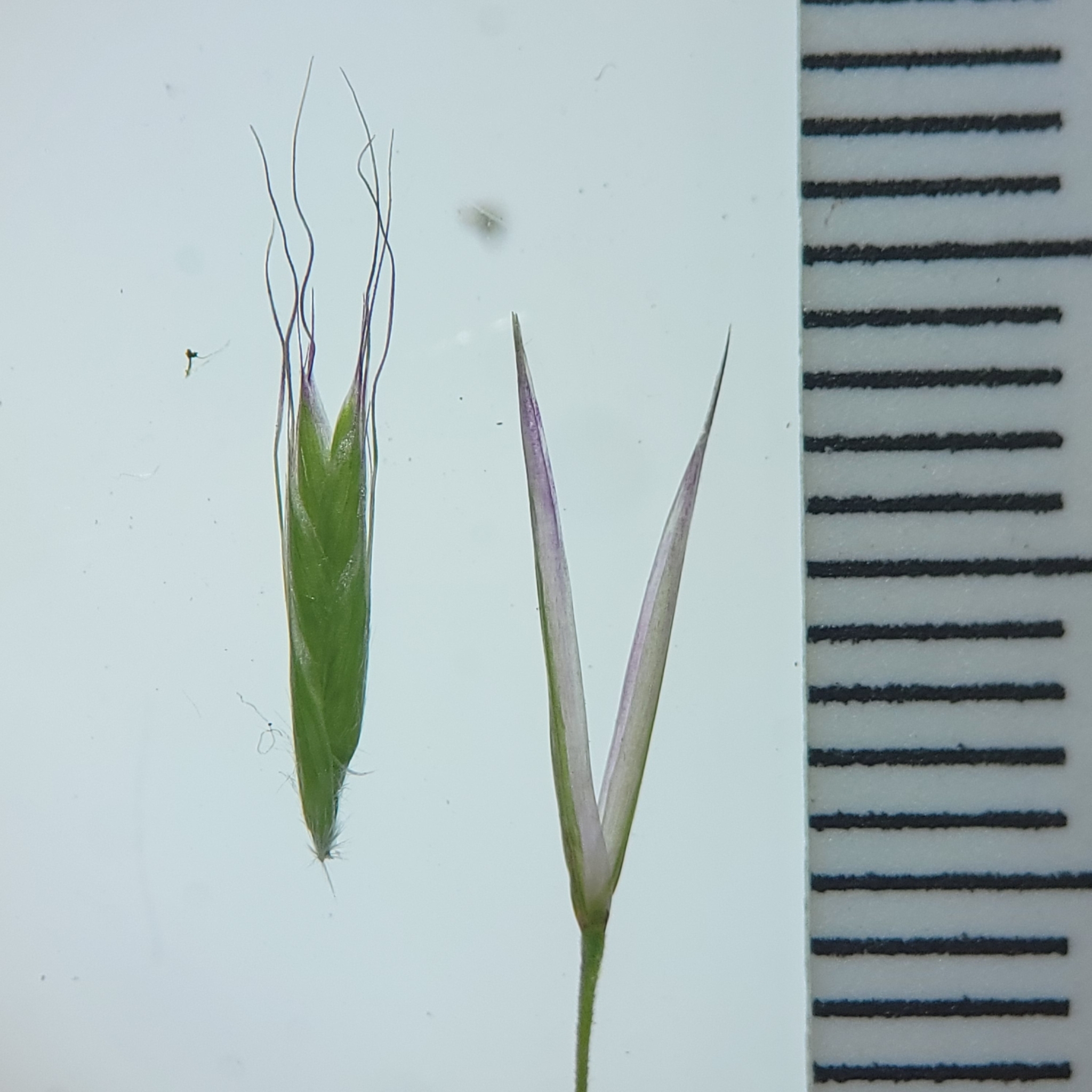 Danthonia compressa Austin