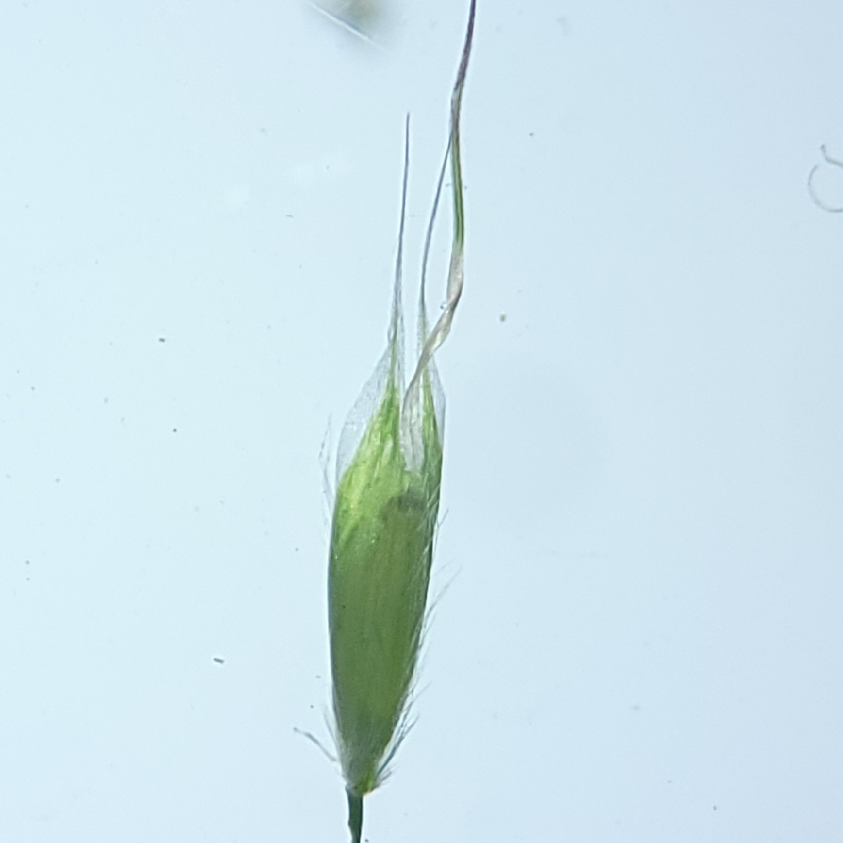 Danthonia compressa Austin