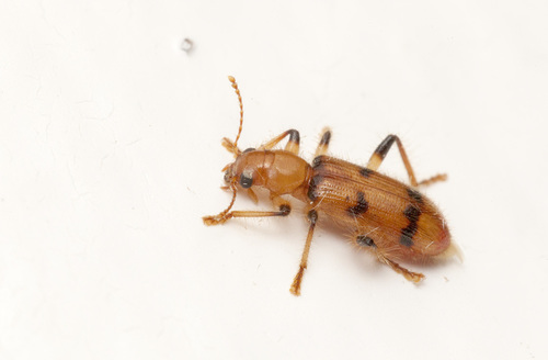 Genus Neorthrius · iNaturalist