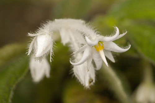 Argostemma parvifolium · iNaturalist