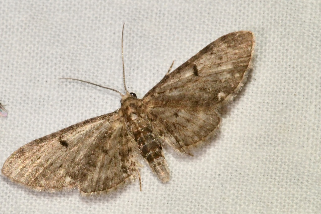 Common Eupithecia Moth from Dalton Bevard Rd, Baldwin, MD, US on July ...