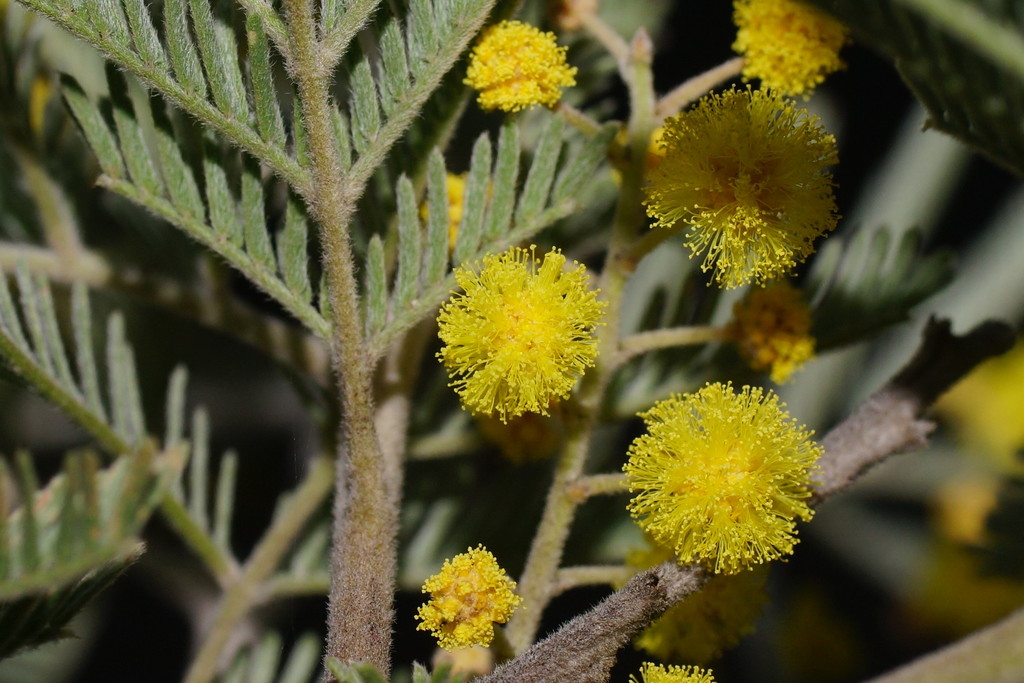 Deane's wattle (Native Flora of the Victorian Volcanic Plains Part 1 ...