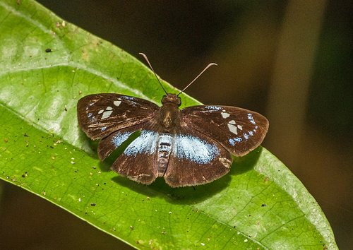 Pythonides lerina · iNaturalist