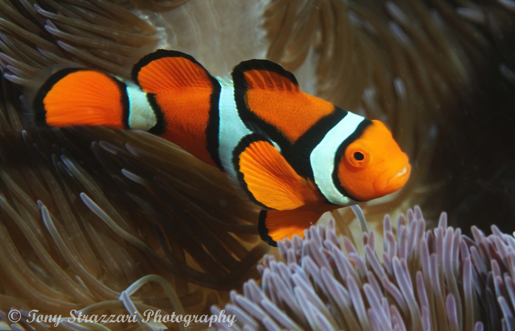 Anemonefishes (Amphiprion) - Marine Life Identification