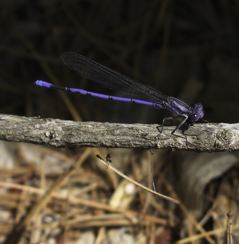 Variable Dancer from Framingham, MA, USA on July 13, 2022 at 03:44 PM ...