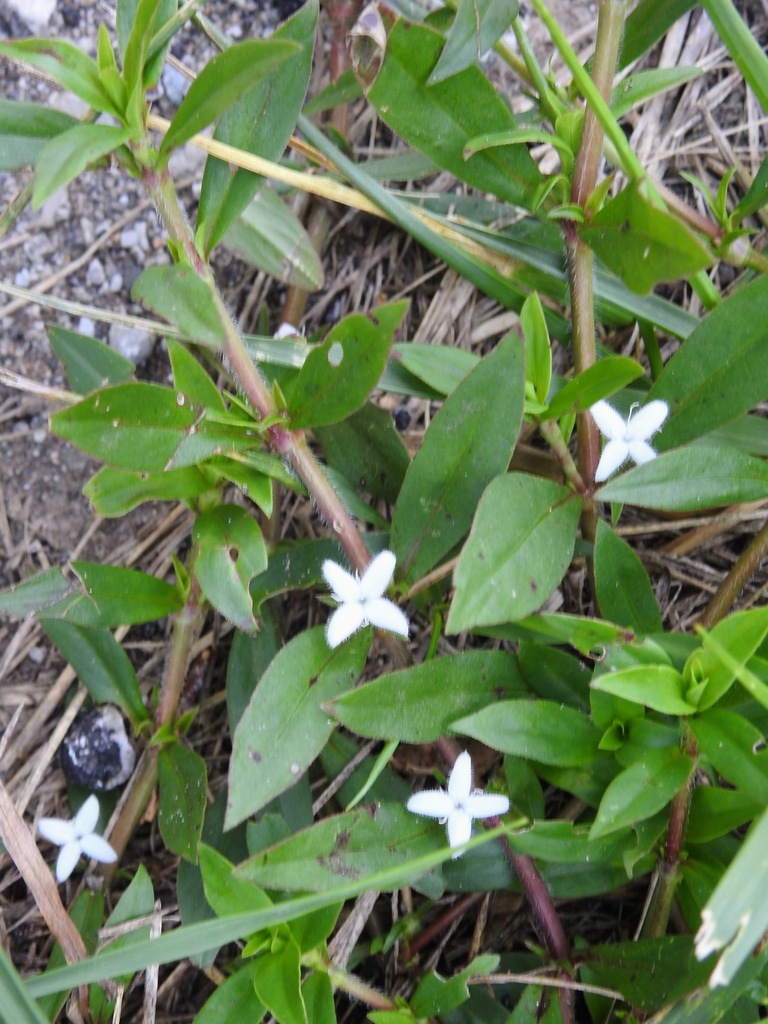 buttonweed from Roane County, TN, USA on July 23, 2022 at 11:02 AM by ...