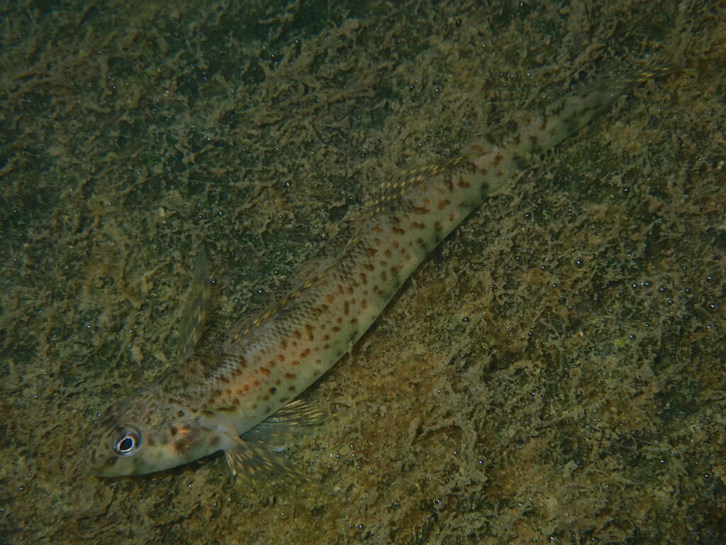 Greenside Darter from Upper Big Sugar. McDonald County, MO, USA on July ...