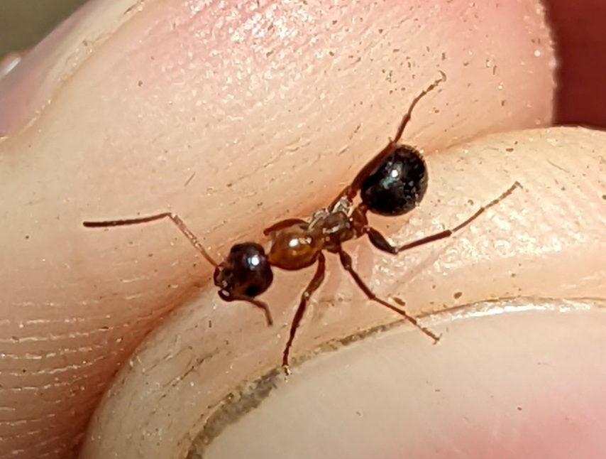 pallidefulva-group Field Ants from Peterborough County, ON, Canada on ...