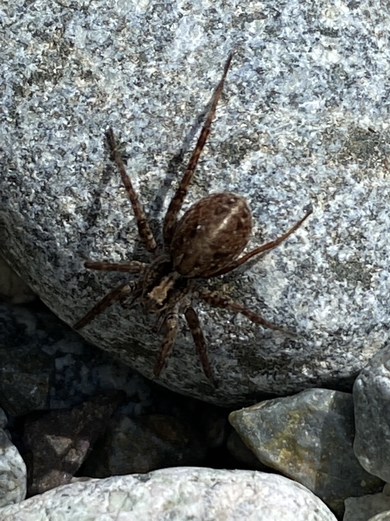 Koch's Wolf Spider from Carmanah Creek, Cowichan Valley, BC, CA on July ...