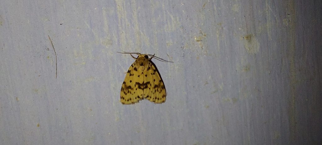 Aemene from Digboi, Assam 786171, India on July 23, 2022 at 08:00 PM by ...