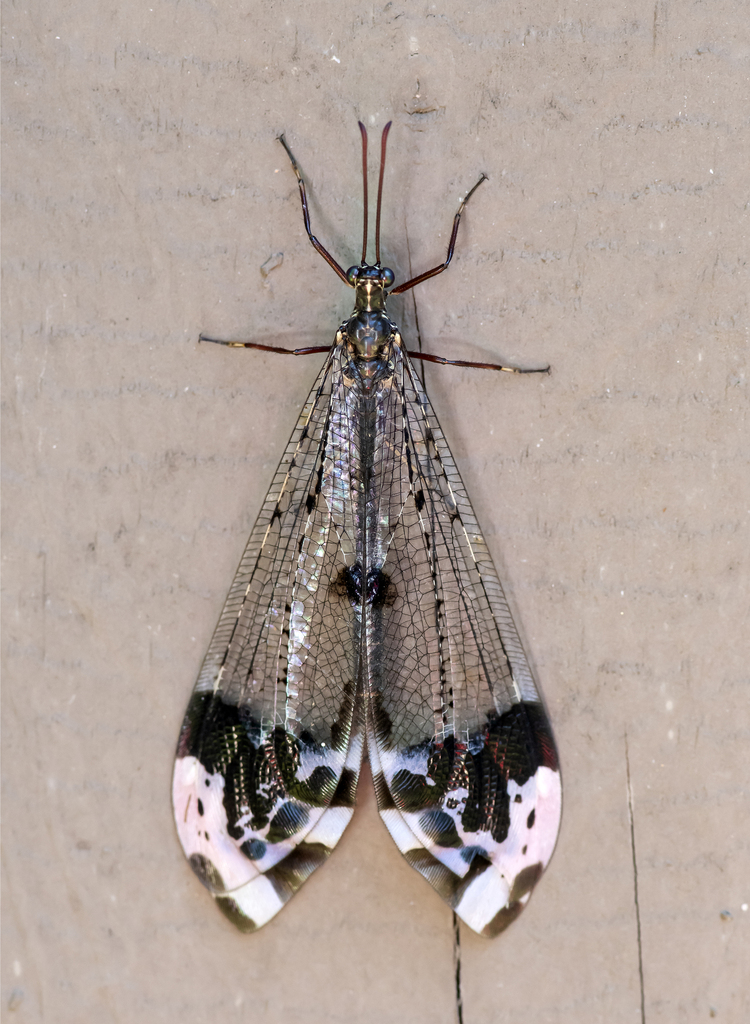 Pleasing Picture-winged Antlion from Kent County, MD, USA on July 23 ...