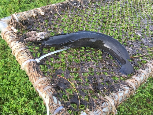 Walking Catfish (Clarias batrachus) · iNaturalist