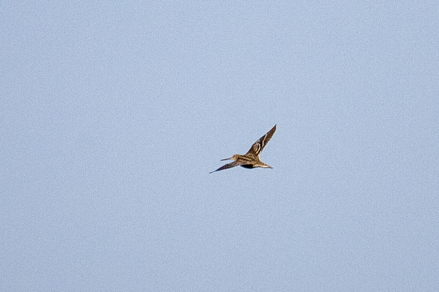 Great Snipe in July 2022 by Sergey Savelyev · iNaturalist