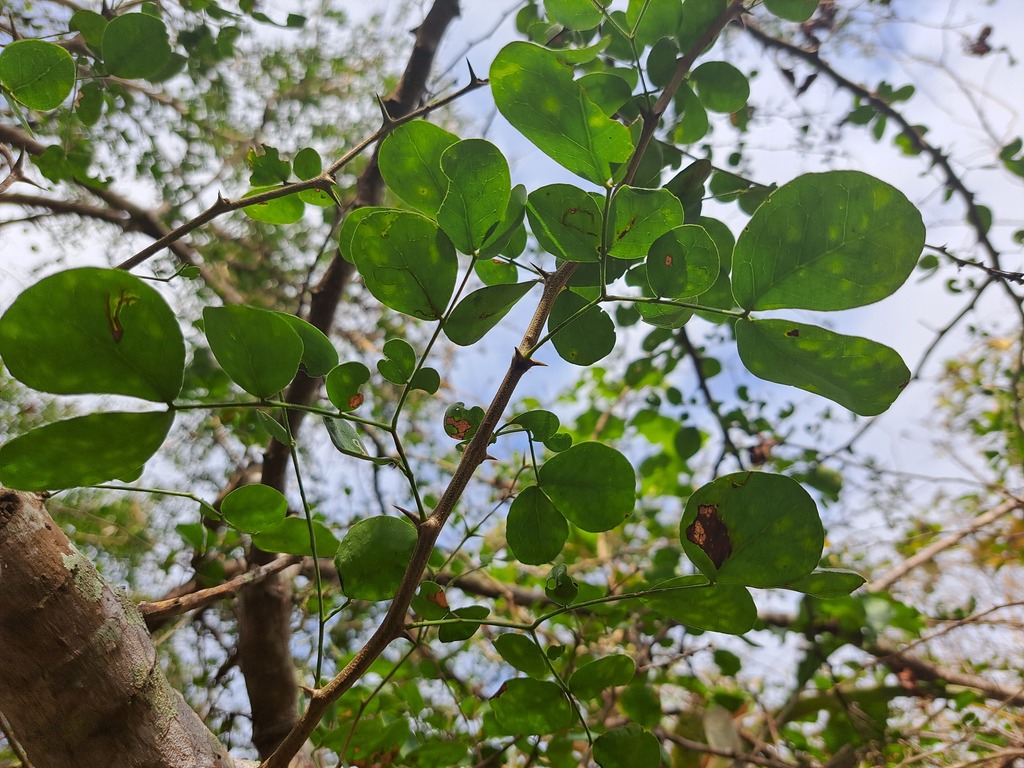 Pithecellobium excelsum from Bahía de Caráquez, Ecuador on July 22 ...