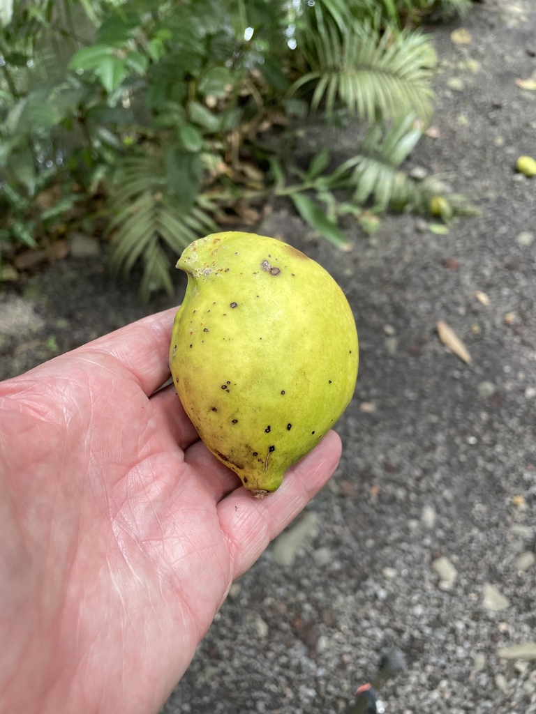 Polynesian chestnut (Inocarpus fagifer) - Botanical Realm
