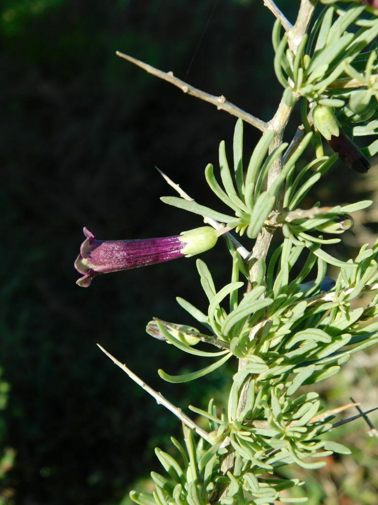 kraal honey-thorn from Genadendal Bakenskop, 7234, South Africa on July ...