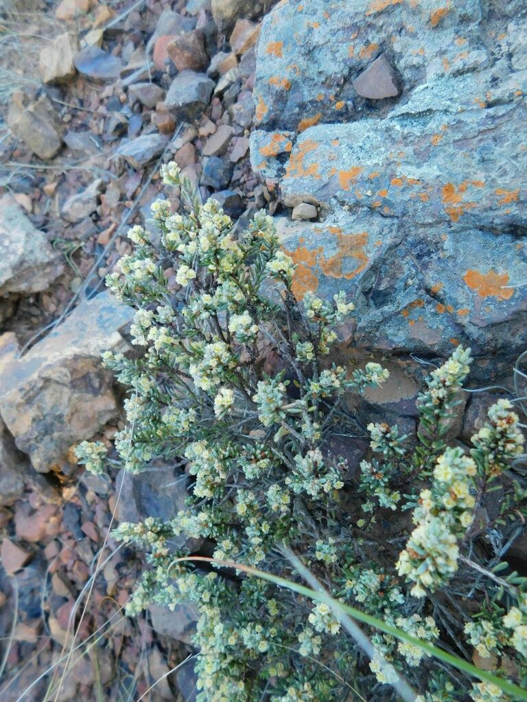 Cluts from Genadendal Bakenskop, 7234, South Africa on July 21, 2022 at ...