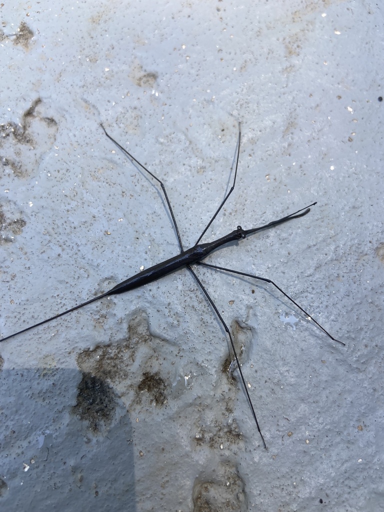 Ranatra from Trotters Glen Rd, Baldwin, GA, US on July 23, 2022 at 02: ...