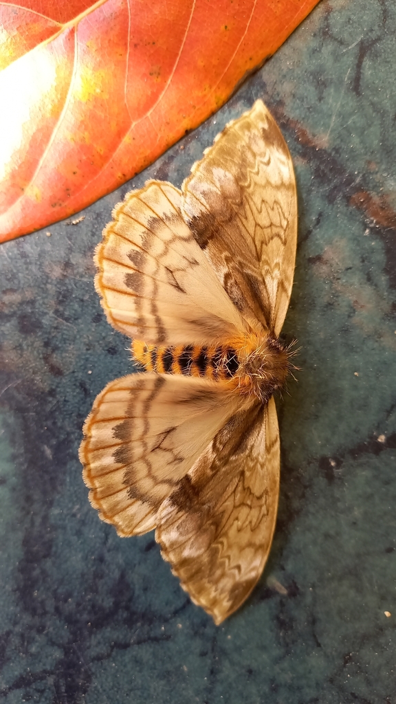 Molippa from La Cureña, Putla Villa de Guerrero, Oax., México on July ...