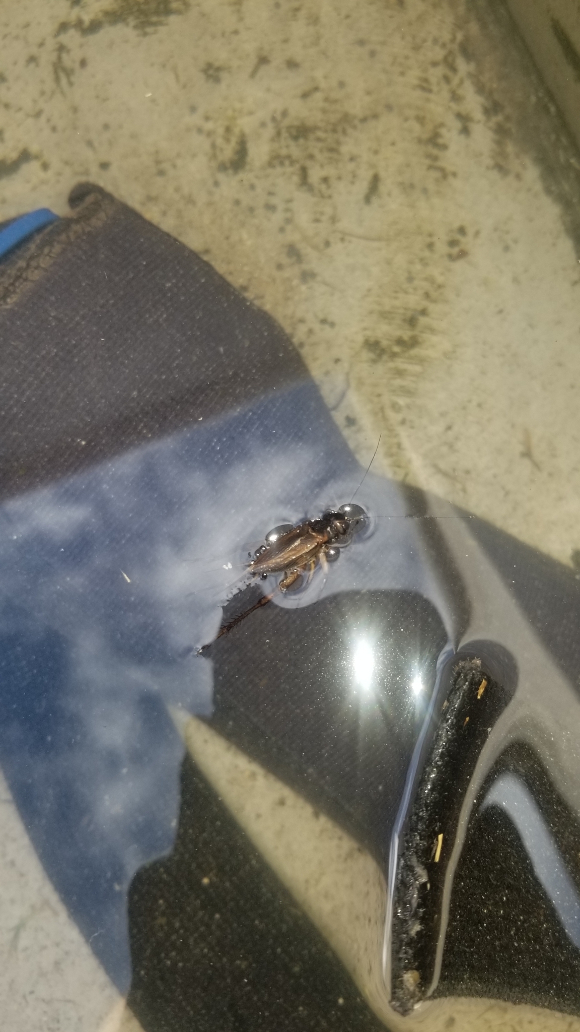 Teleogryllus oceanicus (Le Guillou, 1841)