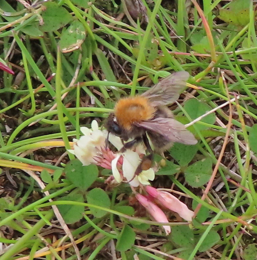 Tree Bumble Bee from Breidholt, Reykjavík, Iceland on July 23, 2022 at ...