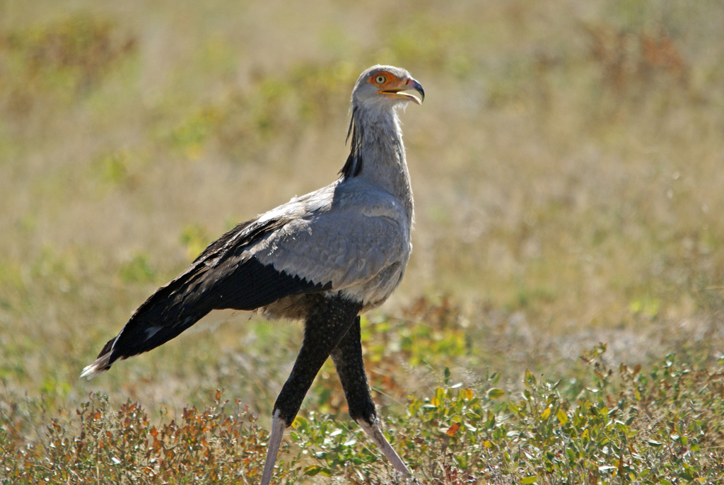 Secretarybird in May 2011 by Peter and Shelly · iNaturalist
