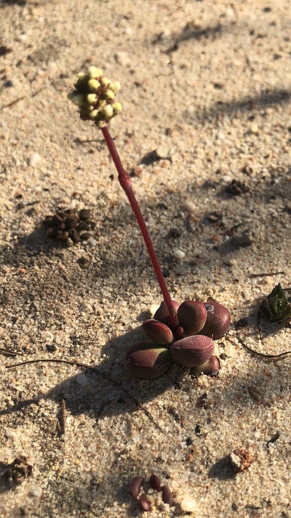 Crassula fragarioides in July 2022 by mrs_mos · iNaturalist