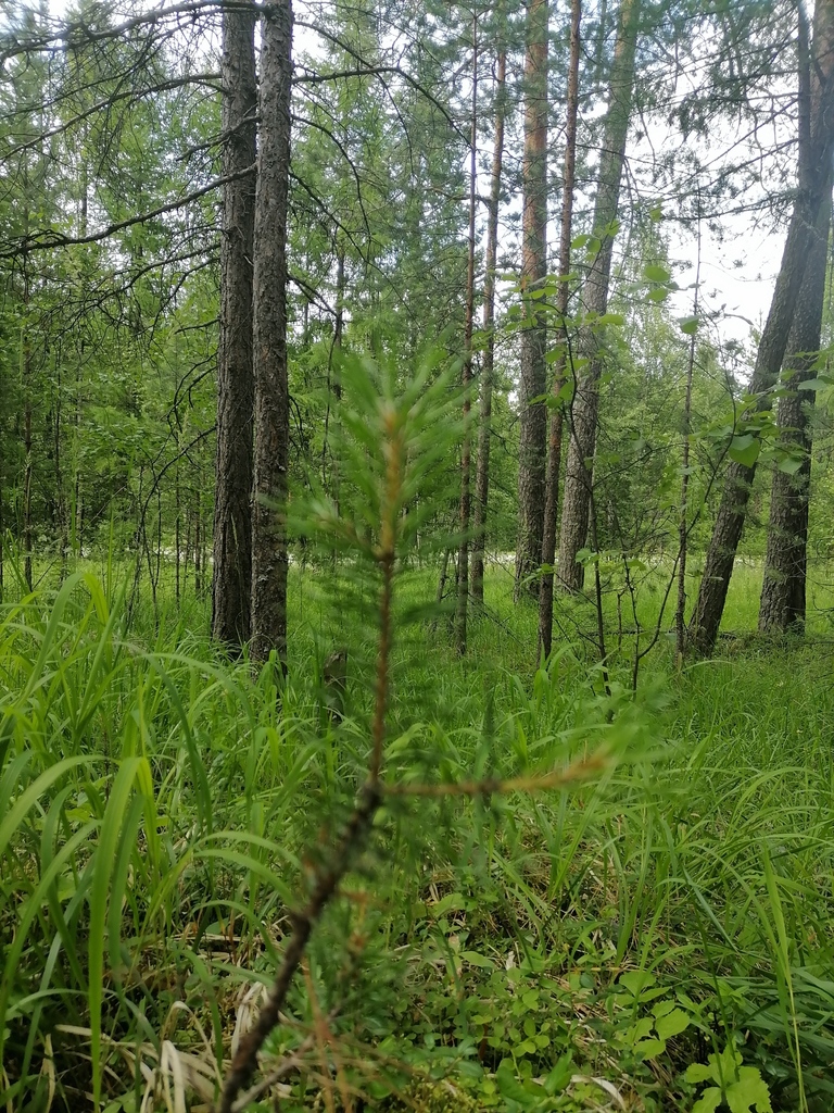Scots pine from Prigorodnyy rayon, Sverdlovsk, Russia on July 16, 2022 ...
