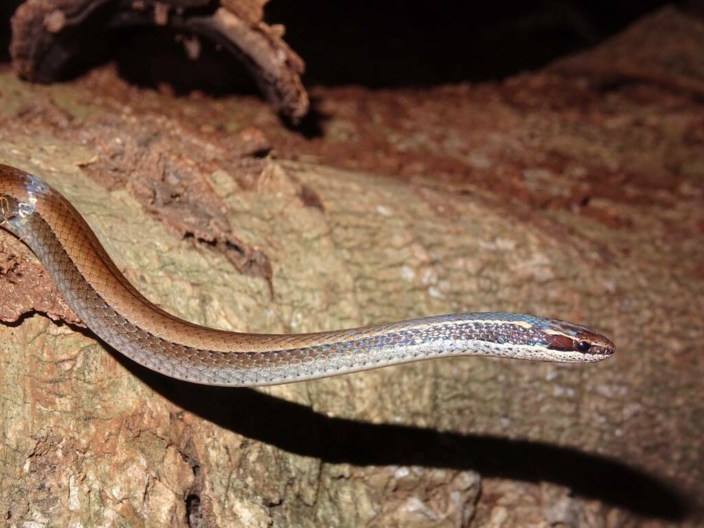 Black-striped Snake from Utila, Honduras on July 01, 2022 at 01:20 PM ...