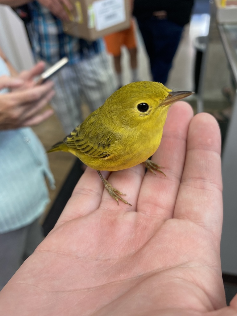 Perching Birds from W Dean Ave, Spokane, WA, US on July 23, 2022 at 12: ...