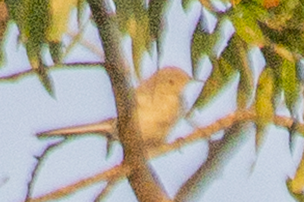 Blue-gray Gnatcatcher from Huntley Meadows Park, Fairfax VA, USA on ...