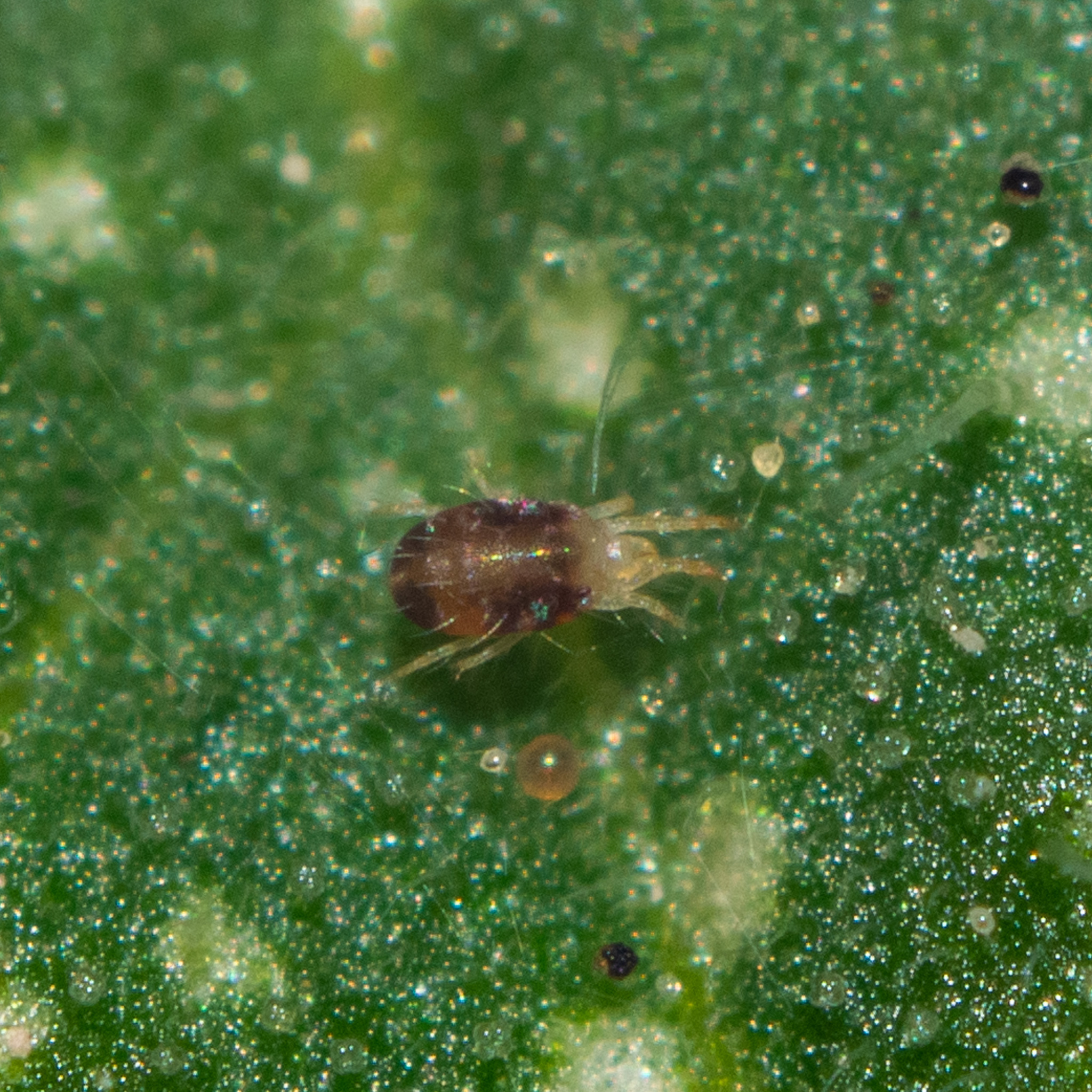 Tetranychus urticae Koch, 1836