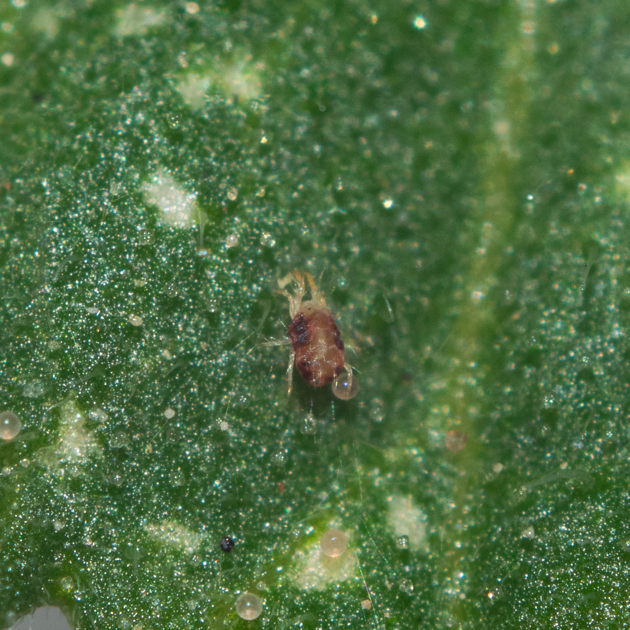 Tetranychus urticae Koch, 1836