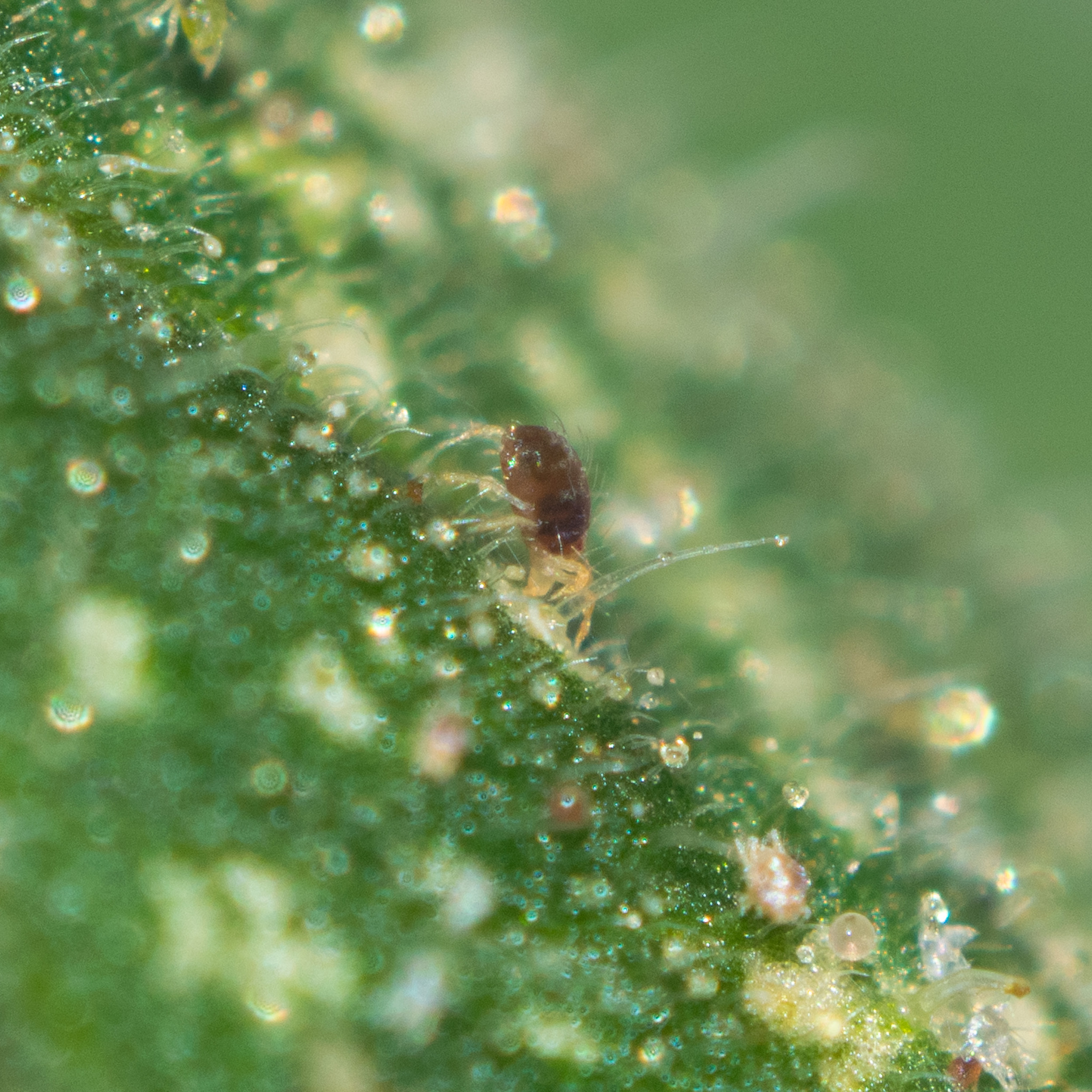 Tetranychus urticae Koch, 1836