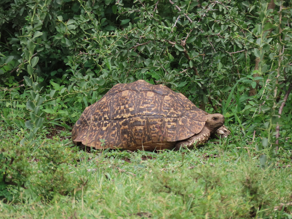 Leopard Tortoise from Emining, Kenya on June 27, 2022 at 08:53 AM by ...