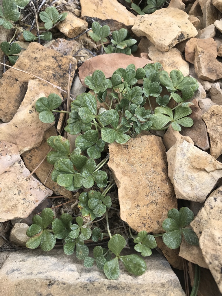 Paria River Indian breadroot from Grand Staircase-Escalante National ...