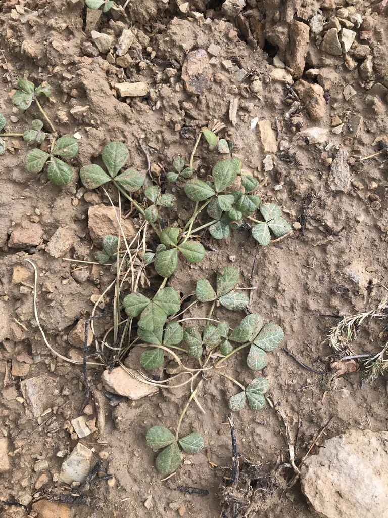 Paria River Indian breadroot from Grand Staircase-Escalante National ...