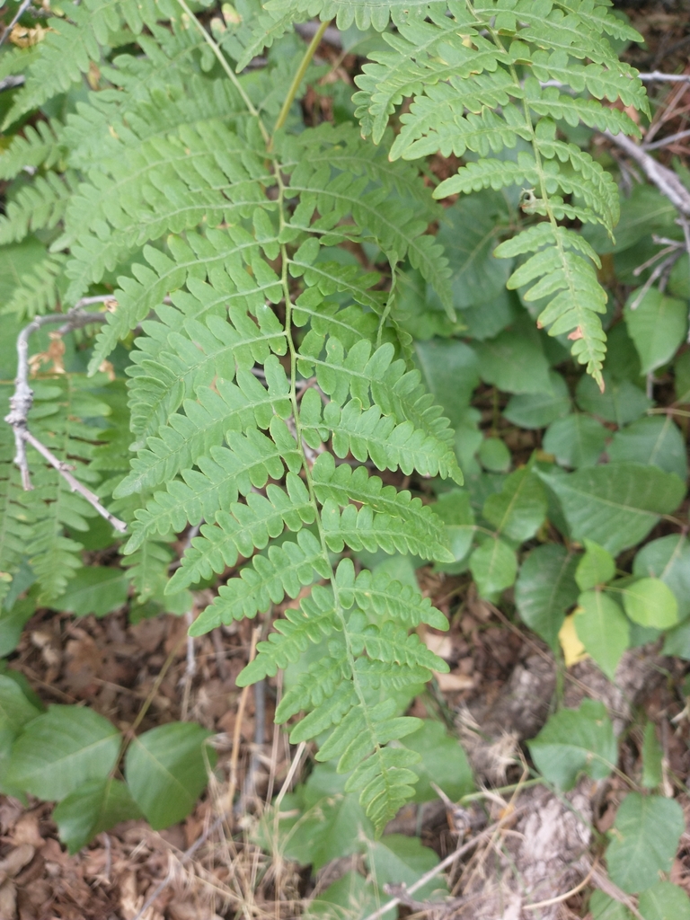 common bracken from Douglas County, US-CO, US on July 23, 2022 at 12:23 ...