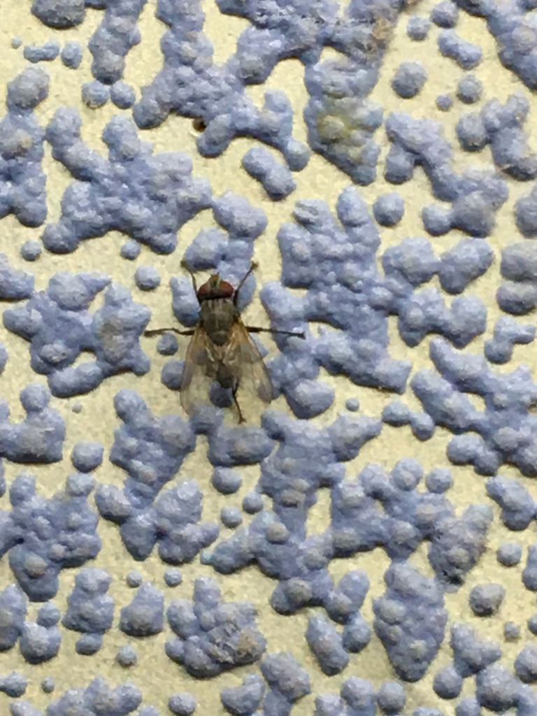 Calyptrate Flies from ул. Калеганова, Падовка, Самарская обл., Россия ...