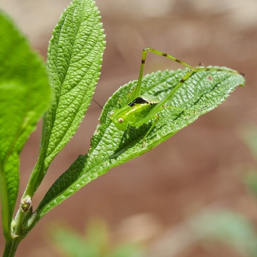 Neotropical Giant Katydids from Provincia de Alajuela, Grecia, Costa ...