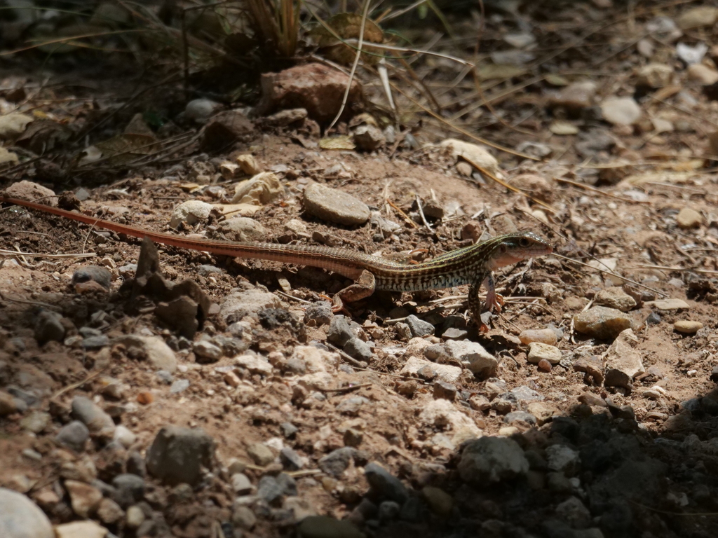 Common Spotted Whiptail from Ransom Canyon, TX 79366, USA on July 23 ...