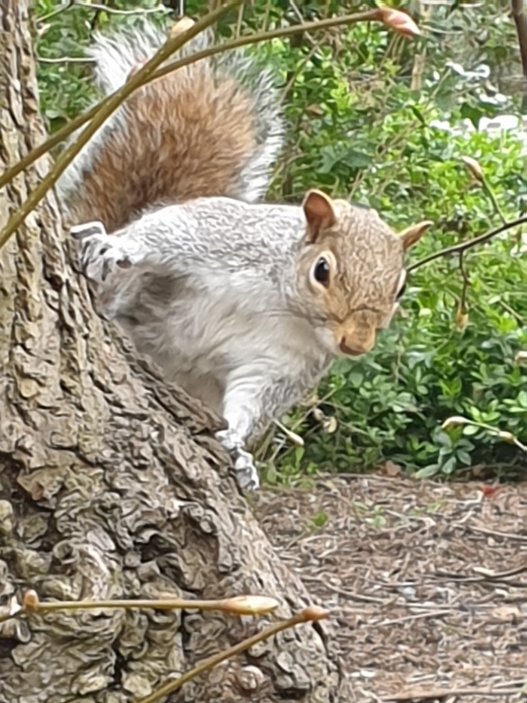 Eastern Gray Squirrel from Cricket Pavilion, Battersea Park, London ...