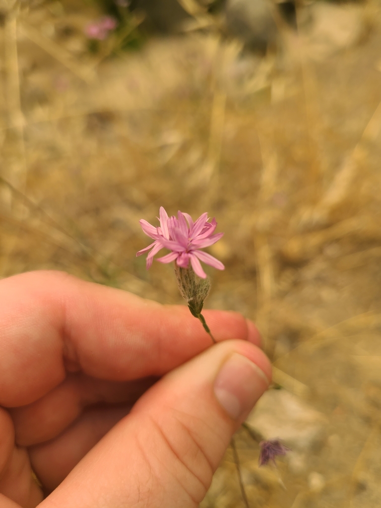 Sierra lessingia from TUOLUMNE MEADOWS, CA 95389, USA on July 23, 2022 ...
