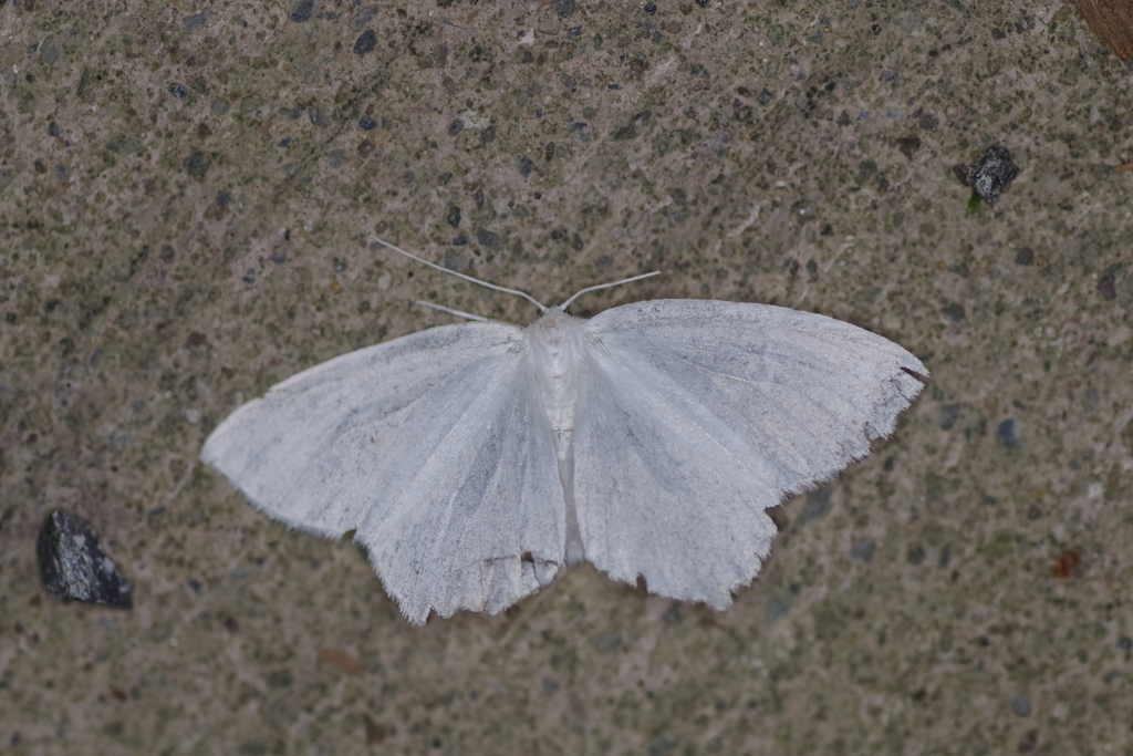 Snowy Geometer Moth from Onondaga County, NY, USA on July 22, 2022 at ...