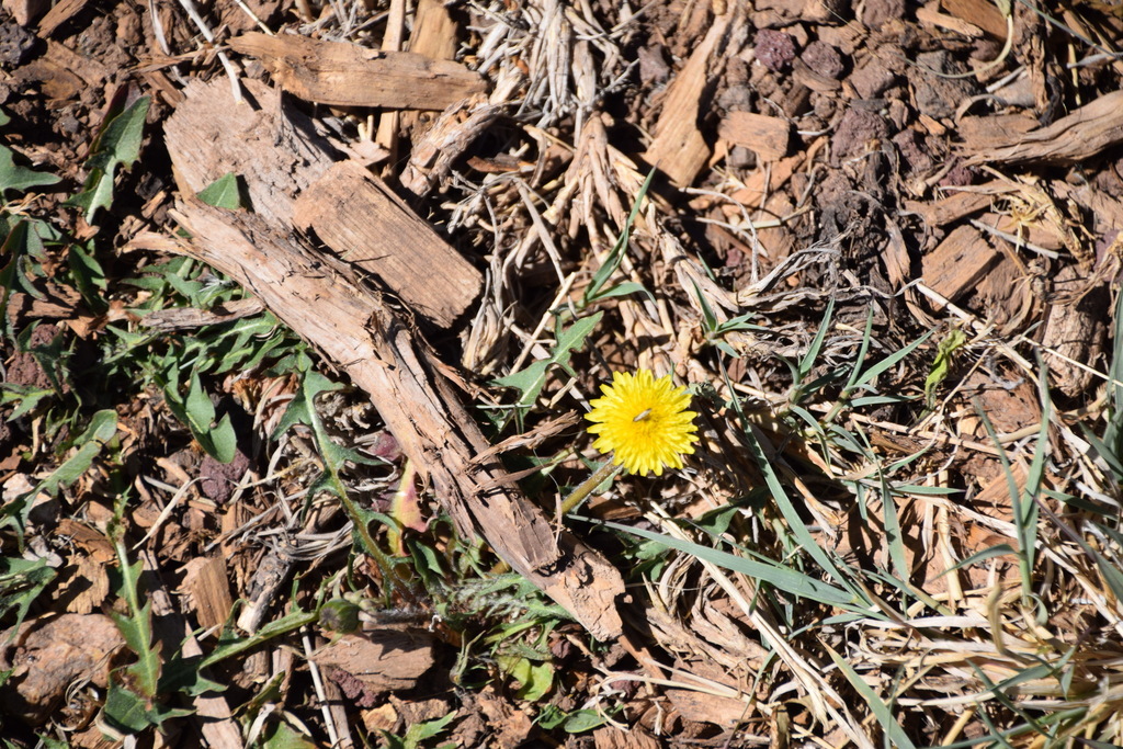 common dandelion from Grand Canyon Village, AZ 86023, USA on May 31 ...