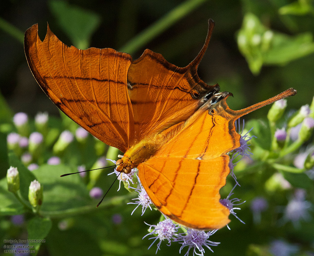 Ruddy Daggerwing from Mission, TX, USA on October 23, 2013 at 04:14 PM ...