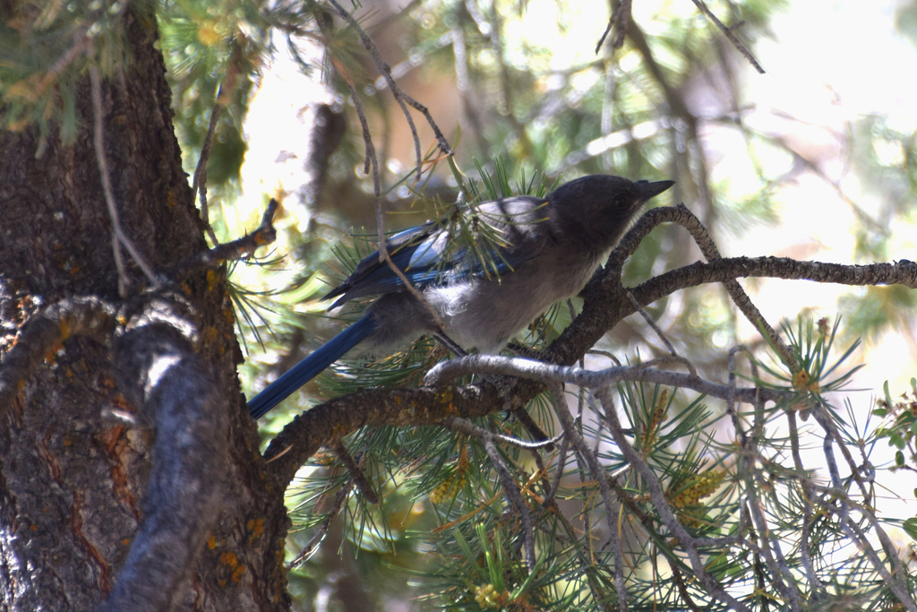 Woodhouse's Scrub-Jay from Grand Canyon Village, AZ 86023, USA on May ...