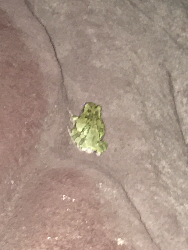 Gray Treefrog from State, Pulaski, NY, US on July 22, 2022 at 09:56 PM ...